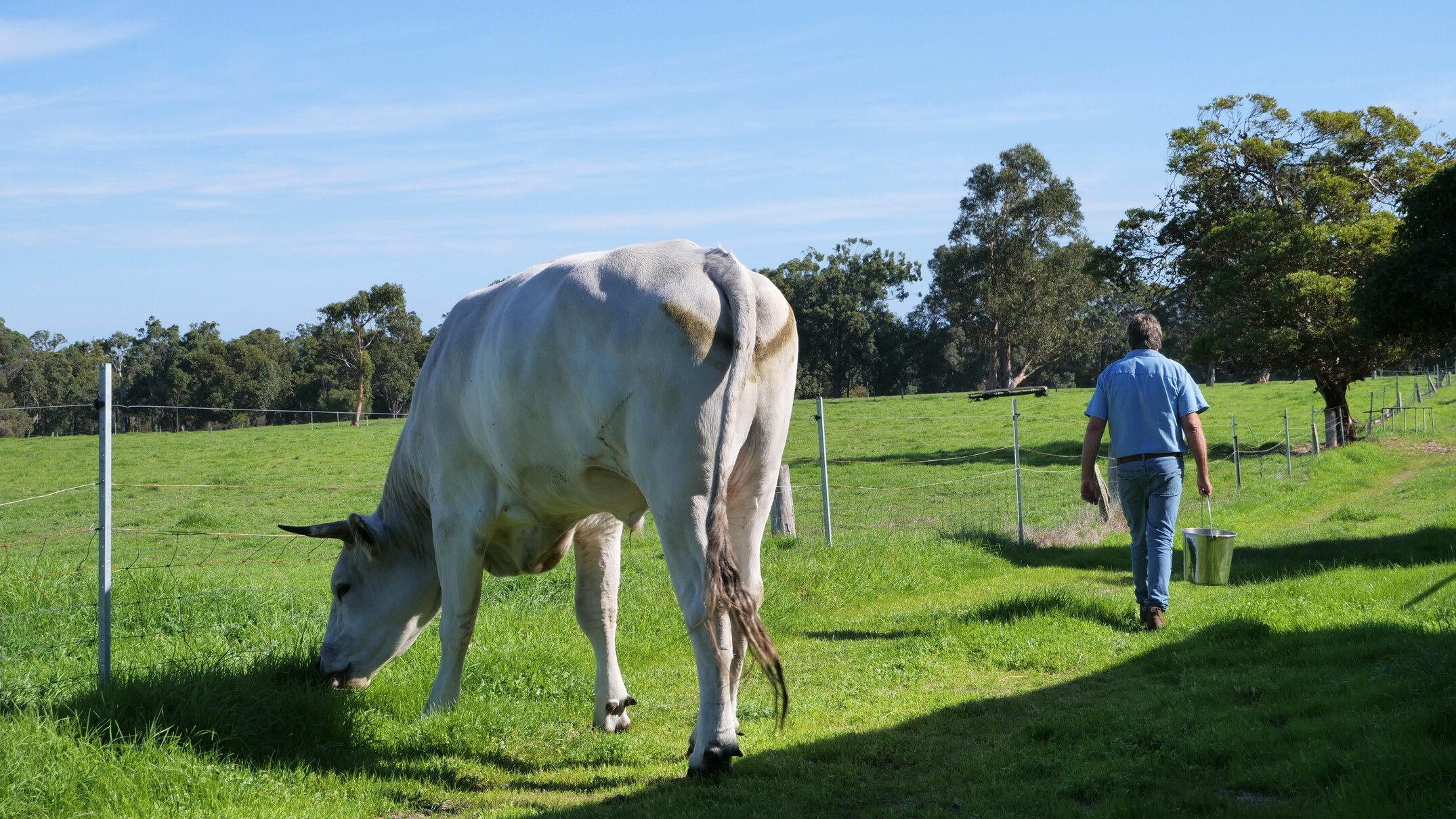 Chianina, the world's biggest cattle, bred on small property in southern WA