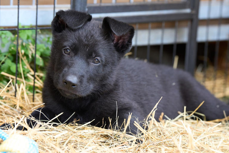 German Shepherd Puppy Named 'Miss Orange' Adorably Follows Everyone Around