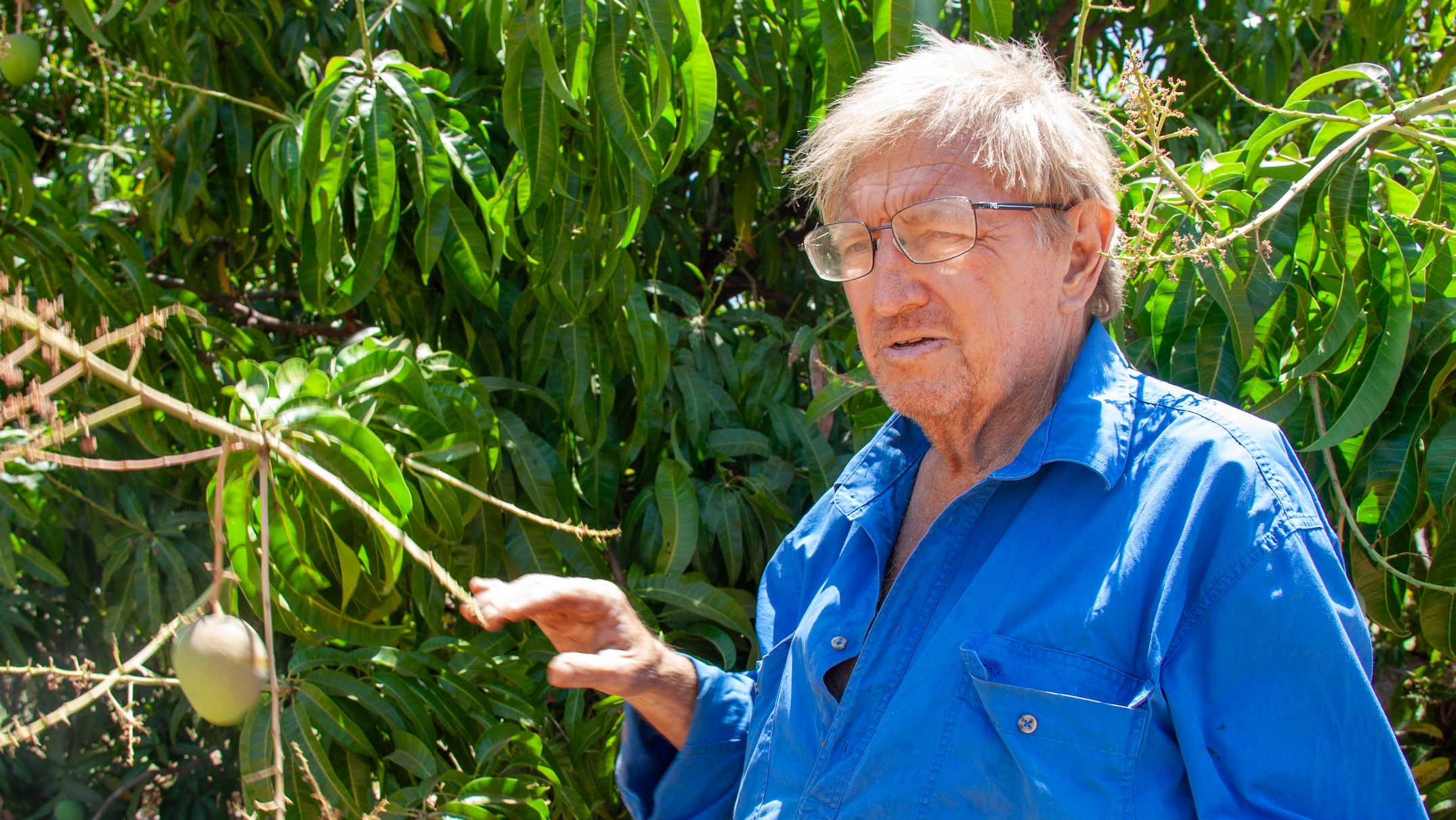 WA growers take precautions against mango twig tip dieback disease