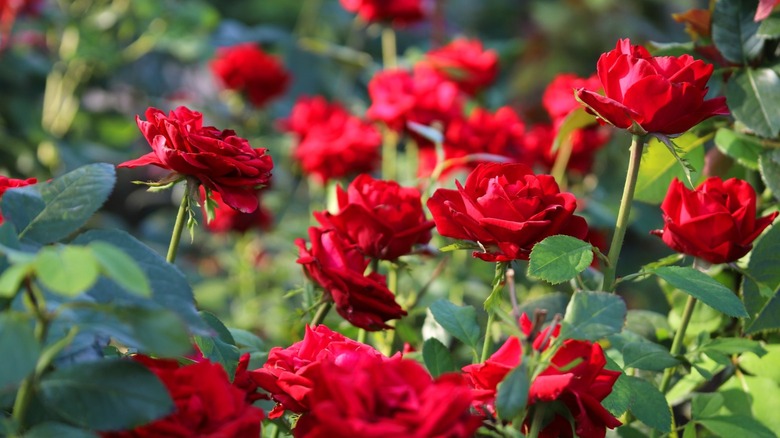 The Epsom Salt Planting Hack That Can Lead To A More Productive Rose Plant