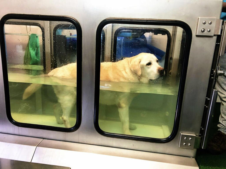 Hydrotherapy for Dogs: Benefits and Uses