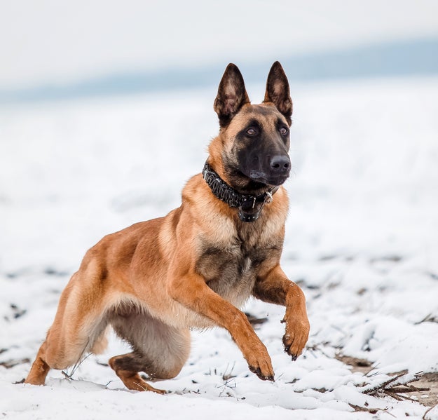 22 Of The "Worst" Dog Breeds For First-Time Dog Owners, From Huskies To ...