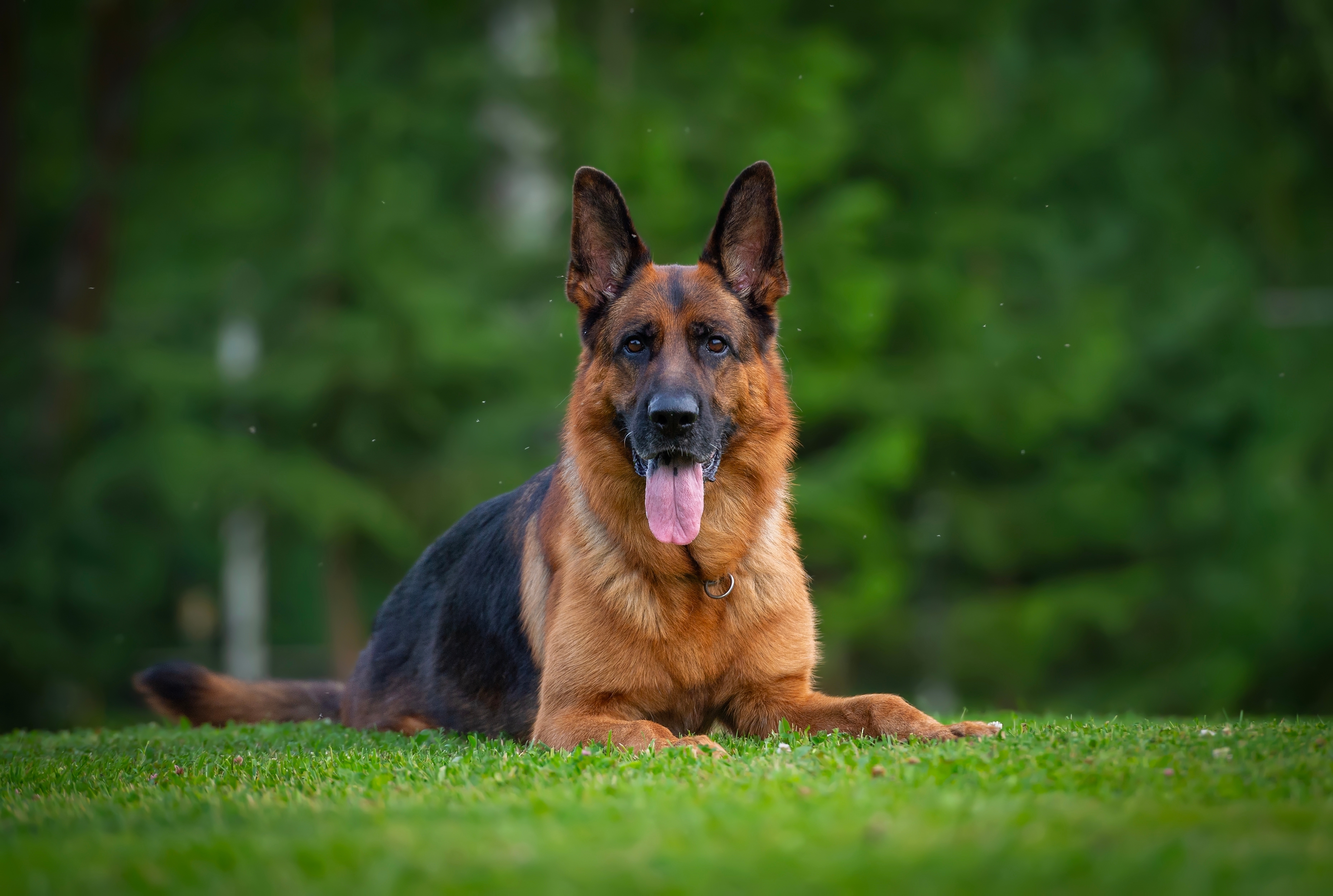 22 Of The "Worst" Dog Breeds For First-Time Dog Owners, From Huskies To ...