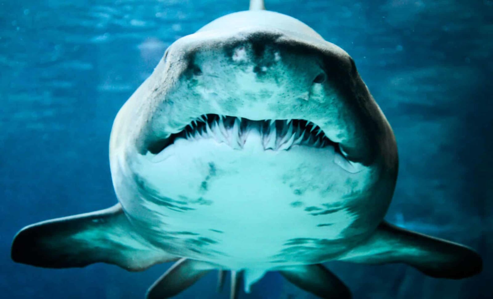 Buried for 325 Million Years, Two New Sea Monsters Just Emerge From the ...