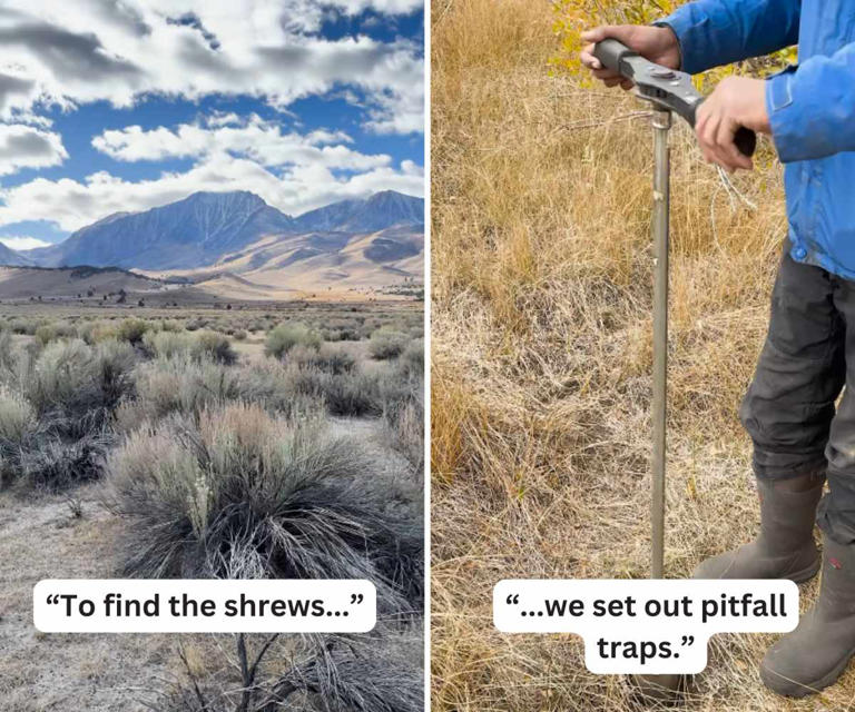 Researchers Set Up ‘Pitfall Traps’ to Click First-Ever Photos of ...