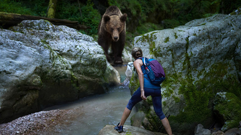 Why You Should Avoid Dropping Your Backpack If You Encounter A Bear ...