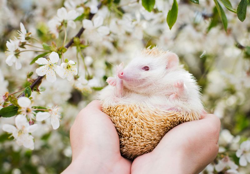 9 Most High-Maintenance Pets That Need Plenty Of Attention, Care, And ...
