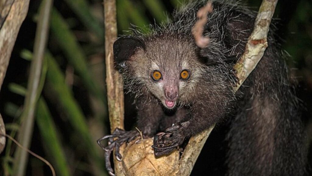 12 Animals That Were Once Thought to Be Myths But They’re Real