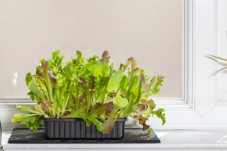 Can’t wait for spring? Grow these 5 container plants now