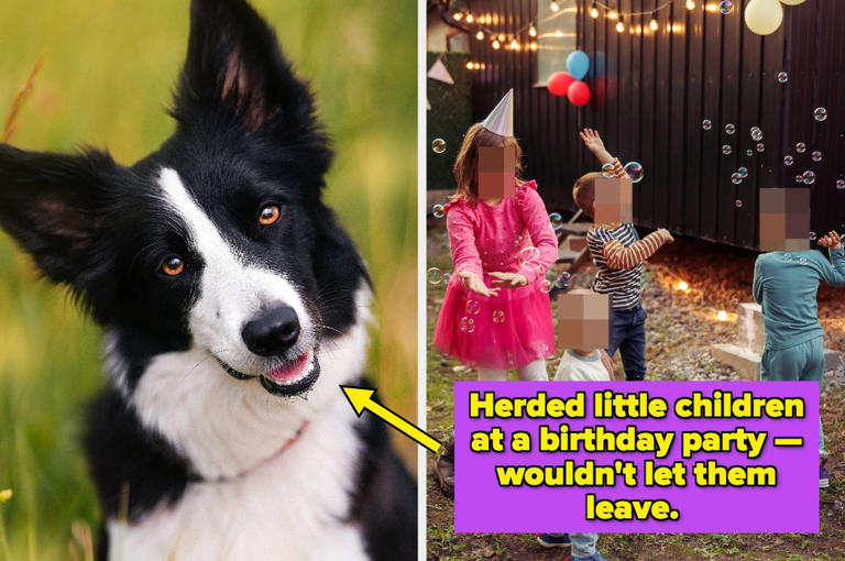 22 Of The "Worst" Dog Breeds For First-Time Dog Owners, From Huskies To ...