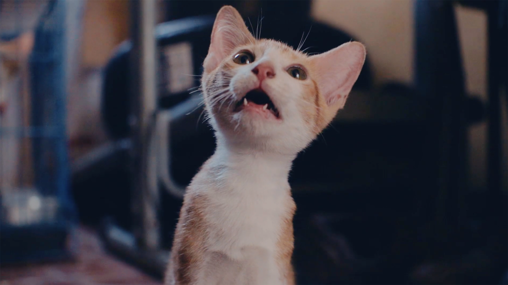 ‘CatVideoFest 2025' Pounces On $1 Million; ‘Dead Of Winter', ‘Eleanor ...