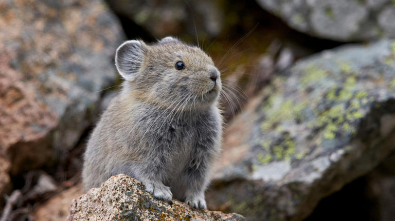 5 Adorable Animals Tourists Might Spot At Yellowstone National Park