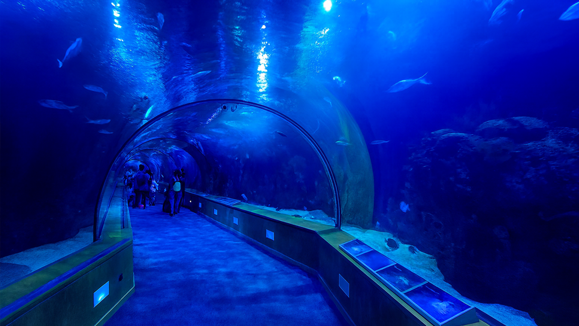 Exploring Oceanogràfic Valencia Aquarium (4K)