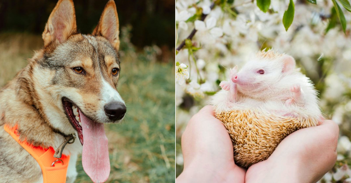 9 Most High-Maintenance Pets That Need Plenty Of Attention, Care, And ...