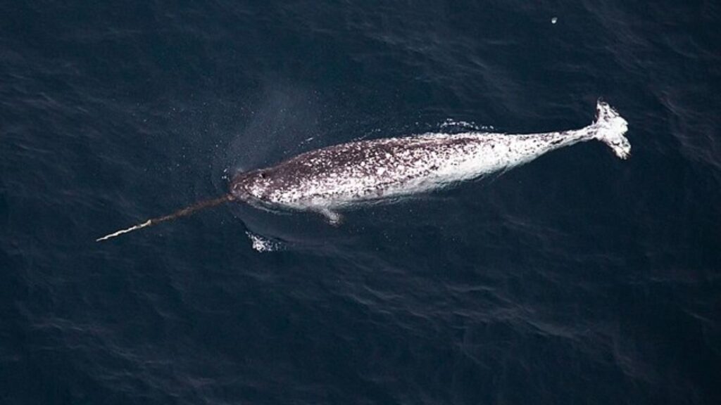 12 Animals That Were Once Thought to Be Myths But They’re Real