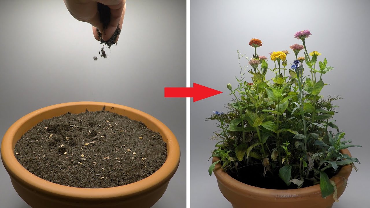 47 days of flowers growing — amazing time lapse!