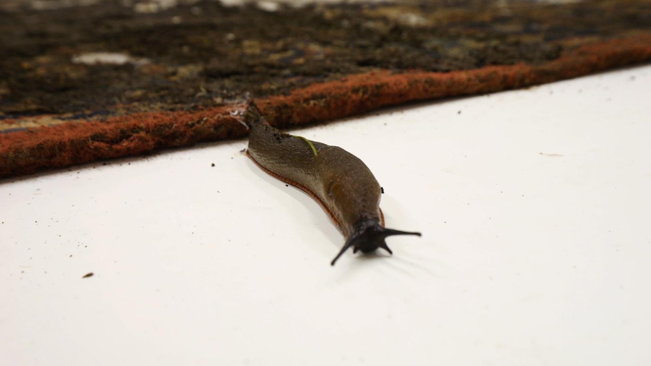 This slug-infested rug was almost too much to handle!
