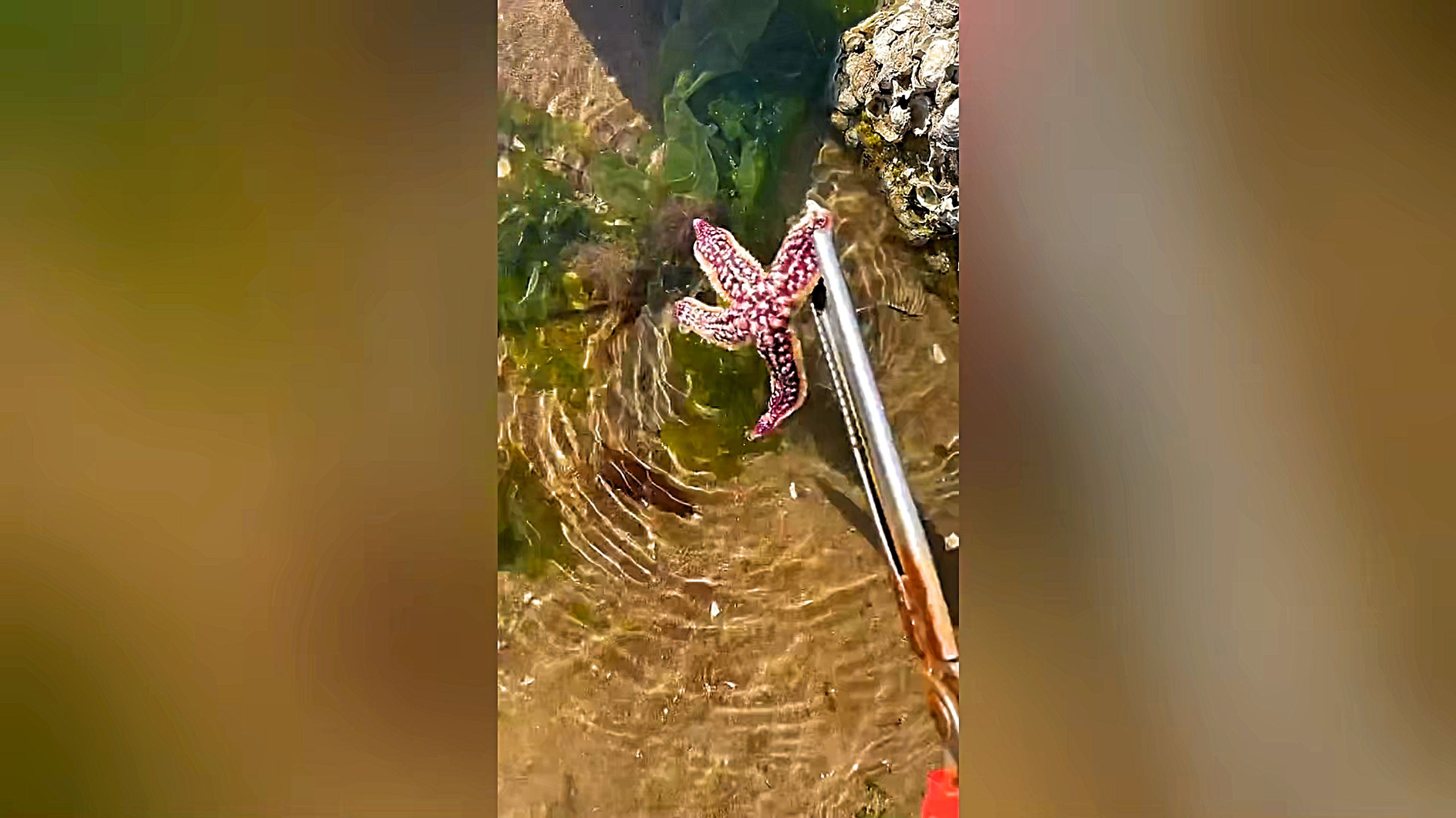 Beautiful Starfish Spotted on the Shore of a Lake