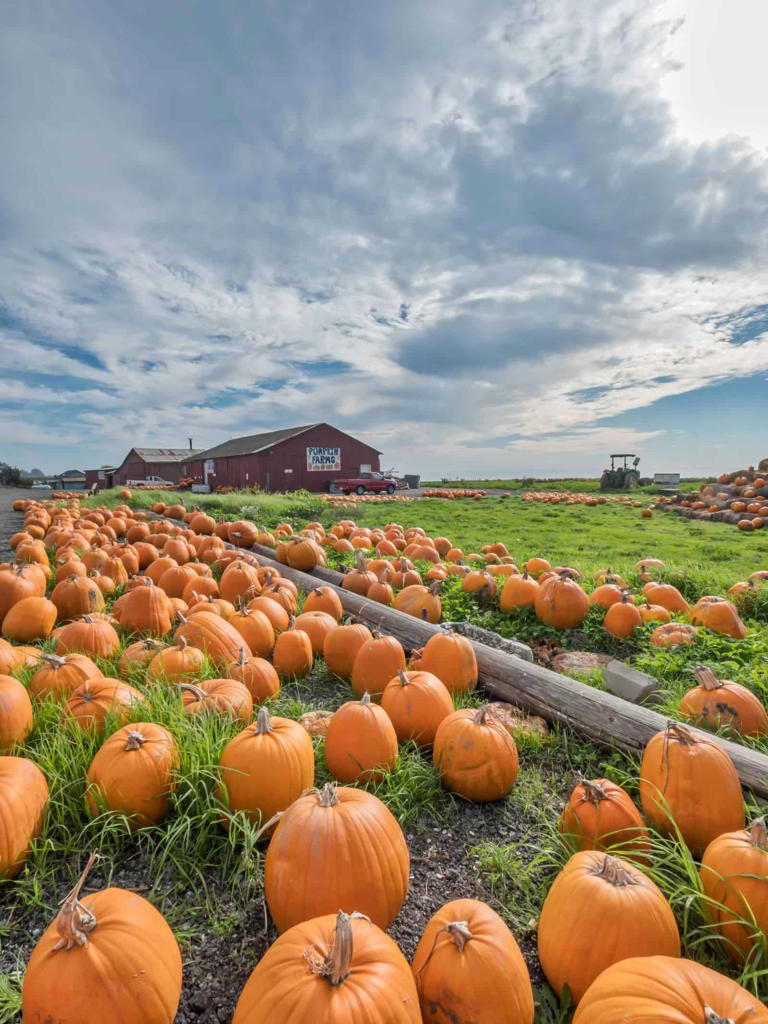 21 Best Pumpkin Patches in the USA (2025)