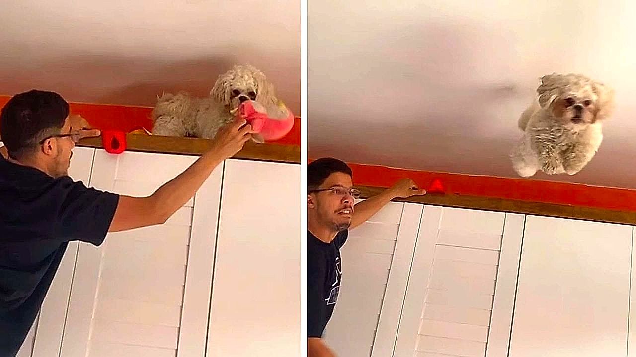 Playful dog jumps out of a closet and surprises its owner in Brazil