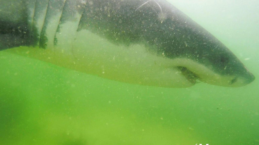 It's "peak white shark season," experts say. Here's where they've been ...
