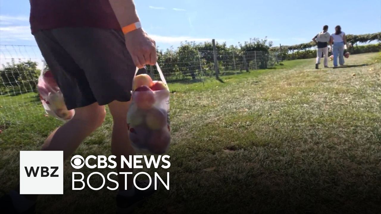 Apple picking season underway at Belkin Family Lookout Farm in Natick