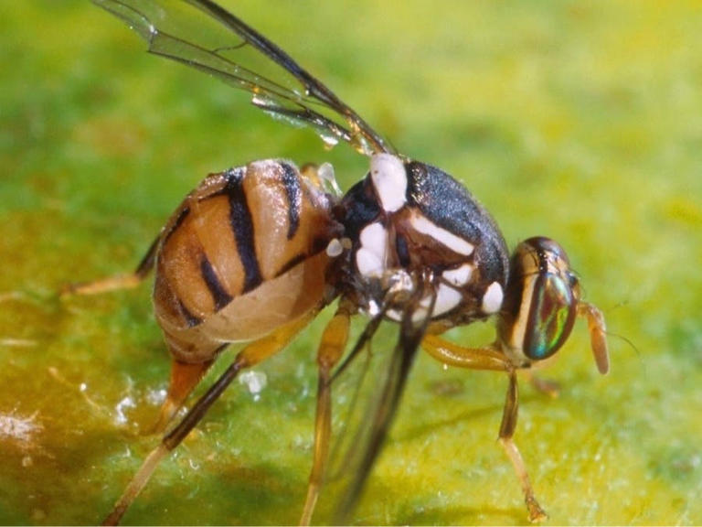 Invasive Fruit Fly Prompts Quarantine In Parts Of RivCo