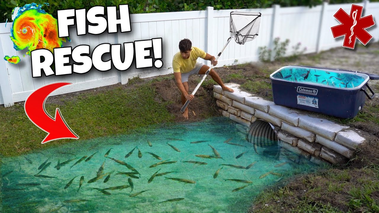 How we rescued fish from flooded sewers