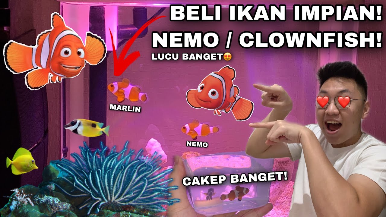 Mimpi Masa Kecilku Jadi Kenyataan — Akhirnya Aku Mendapatkan Ikan Badut ...