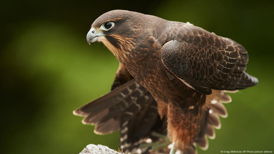 New Zealand's only falcon wins annual bird election