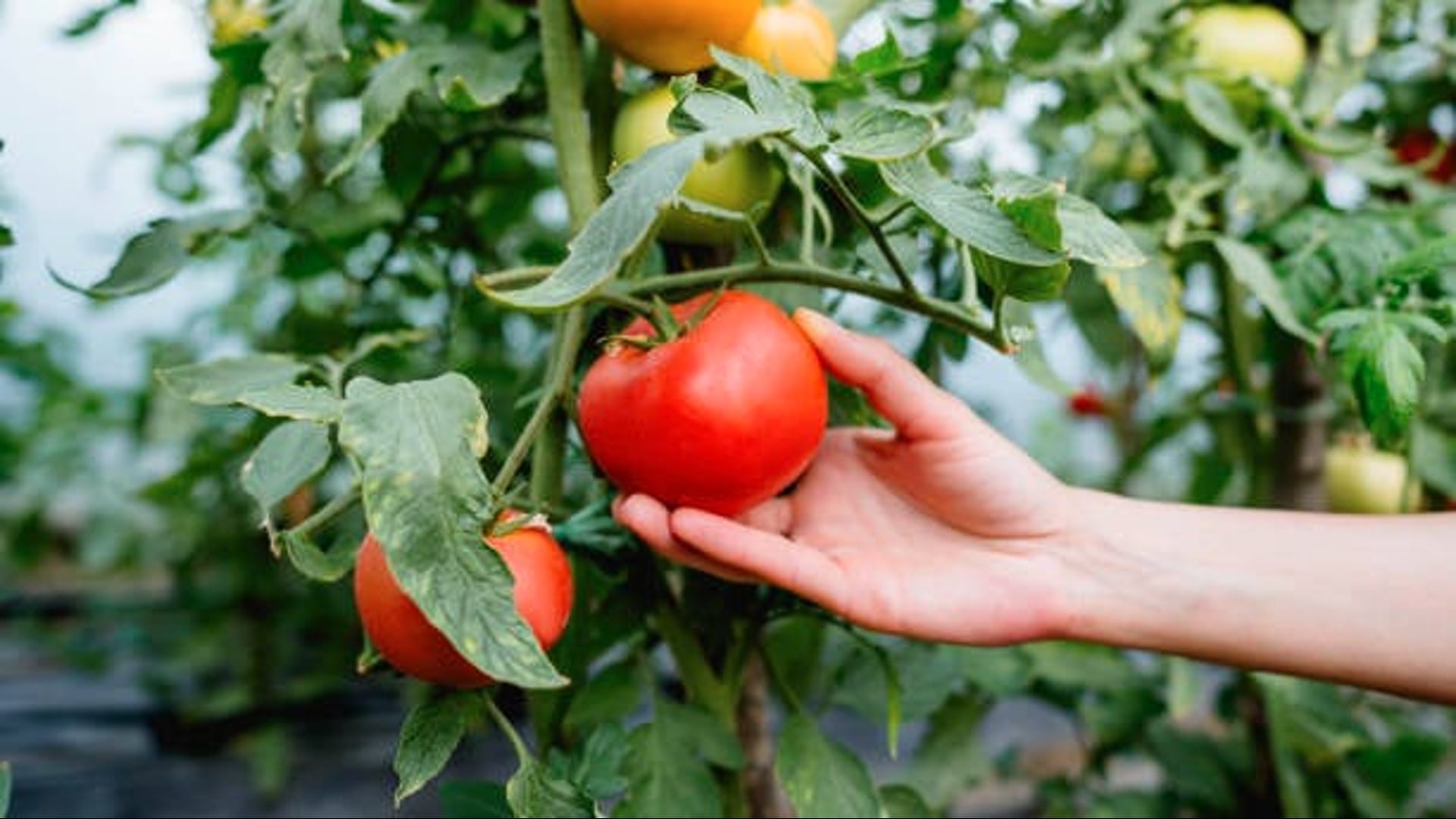 La Tomate : Fruit Ou Légume ? Comprenez La Différence