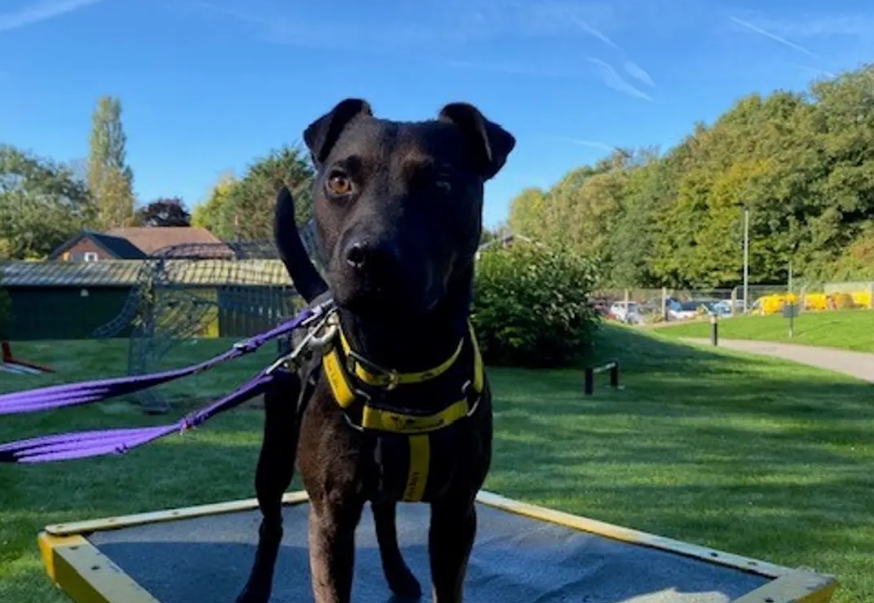 15 adorable puppies and dogs at Dogs Trust Merseyside looking for ...