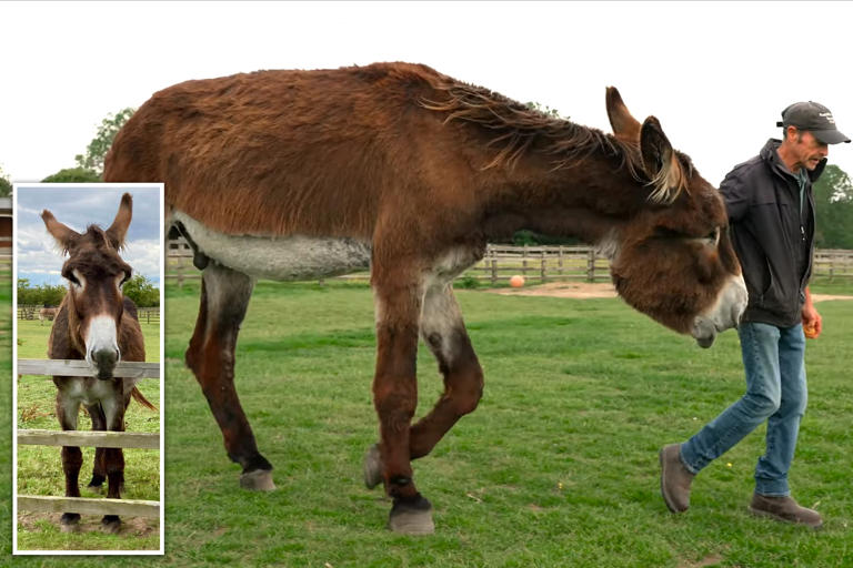 Two donkeys at same UK sanctuary shatter world records for height and ...
