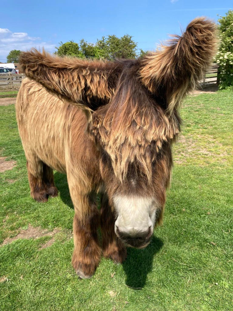 Two donkeys at same UK sanctuary shatter world records for height and ...