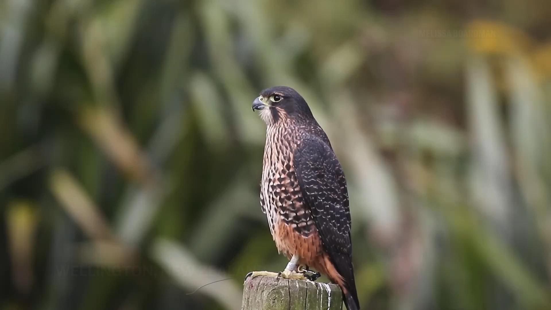 A raptor with no qualms about eating its opponents wins NZ's annual ...