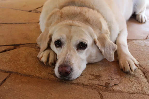 What are the Reasons Your Pet is Gaining Weight?