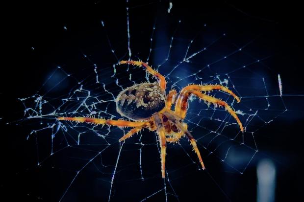 Spider season: amazing arachnid image captured by Camera Club member