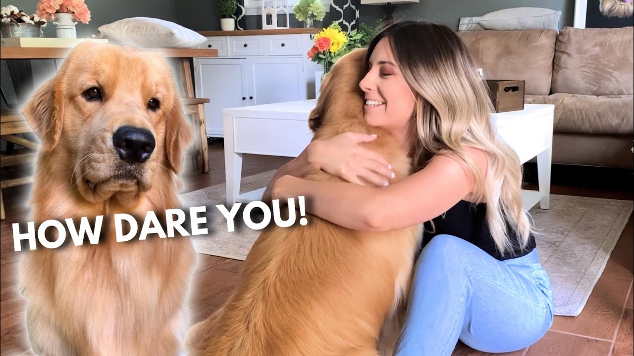 Golden Retriever Gets Jealous of Hugs