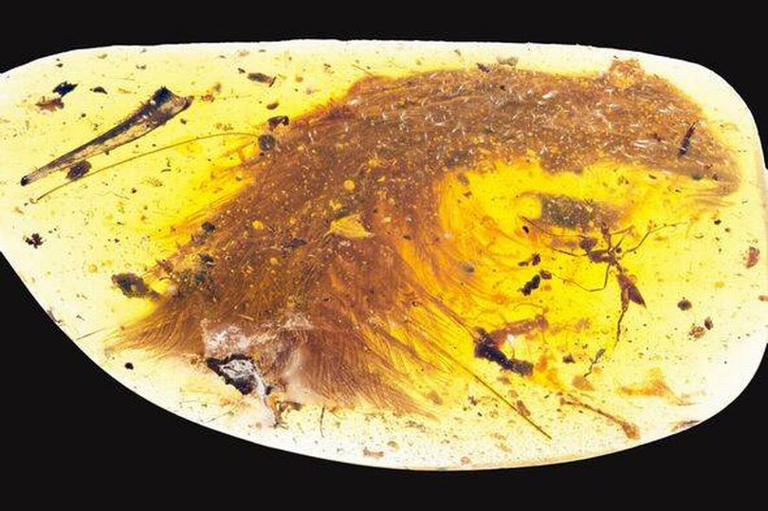 Chilling link to real life Jurassic Park as dinosaur found in amber