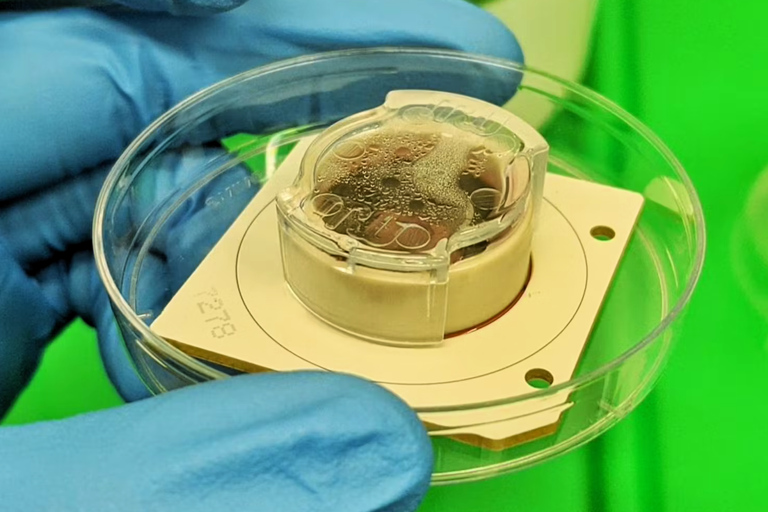 Are living brain computers the solution to AI’s biggest problem?