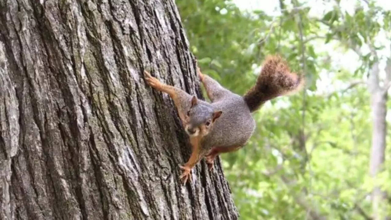 “Squirrel Beware!”: San Francisco Bay Area residents attacked by ...