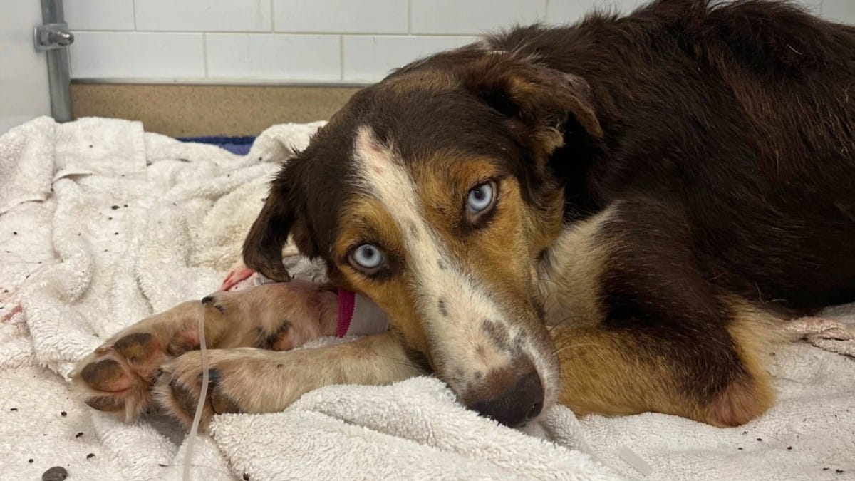 Dog covered head to paw in over 1,000 ticks leaves vets stunned
