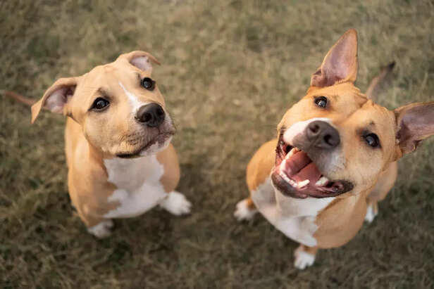Discover India’s Most Unique and Rare Dog Breeds