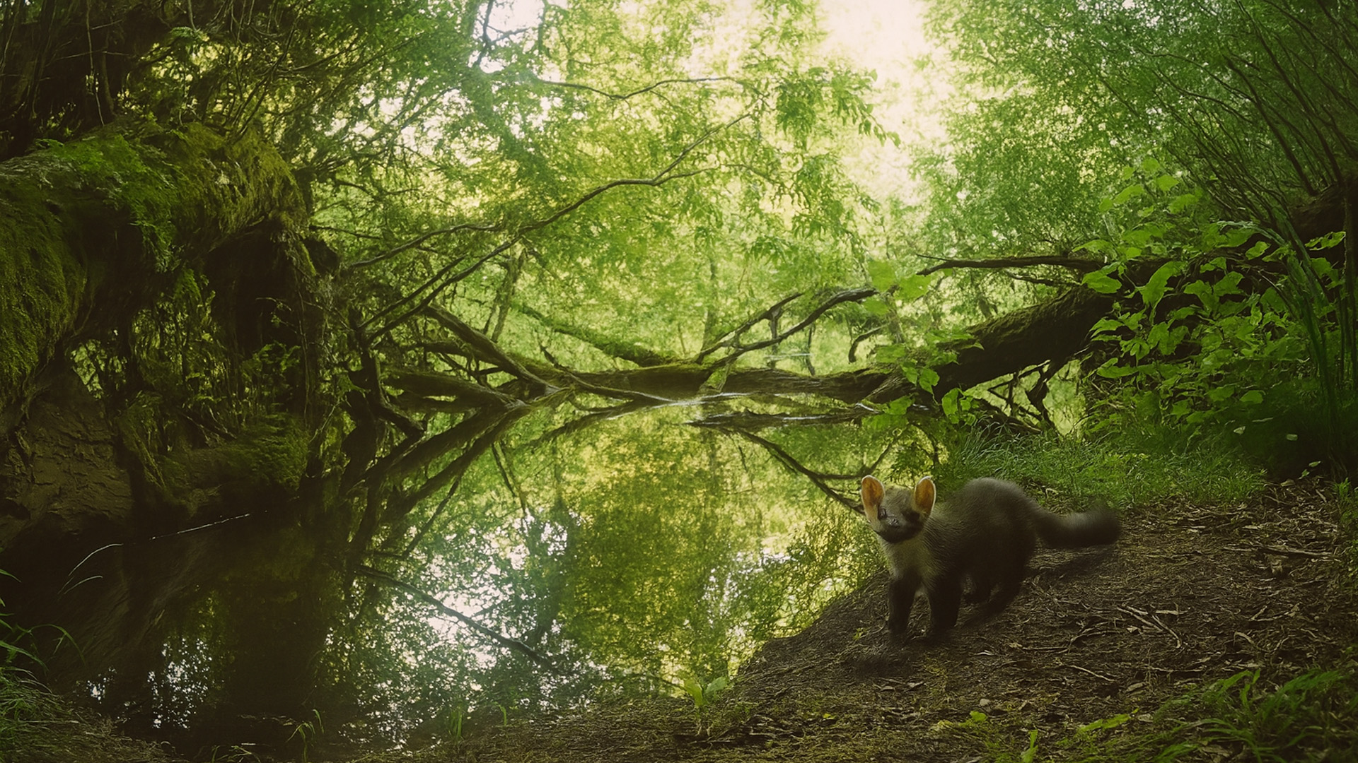 Hidden Camera by the River Captures Nature Moments