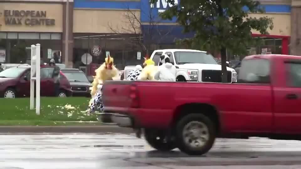 Costumed Chickens Beat up Costumed Cow