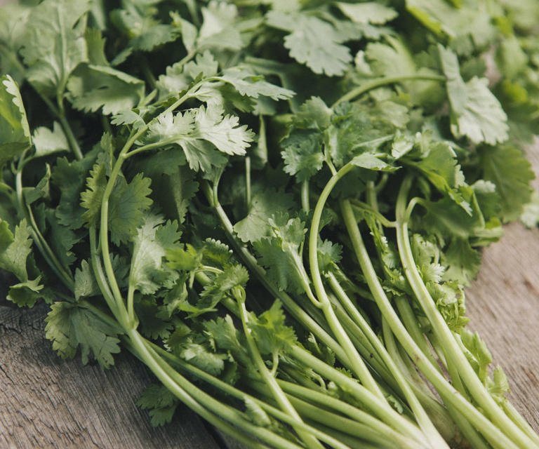 How to grow cilantro from cuttings – 3 simple steps to get a new ...