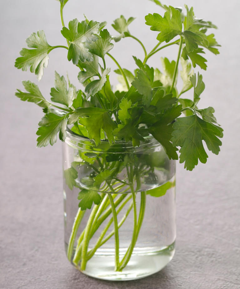 How to grow cilantro from cuttings – 3 simple steps to get a new ...