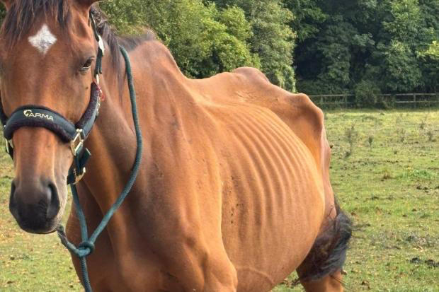 Emaciated horses starved to 'brink of death' are on the slow road to ...