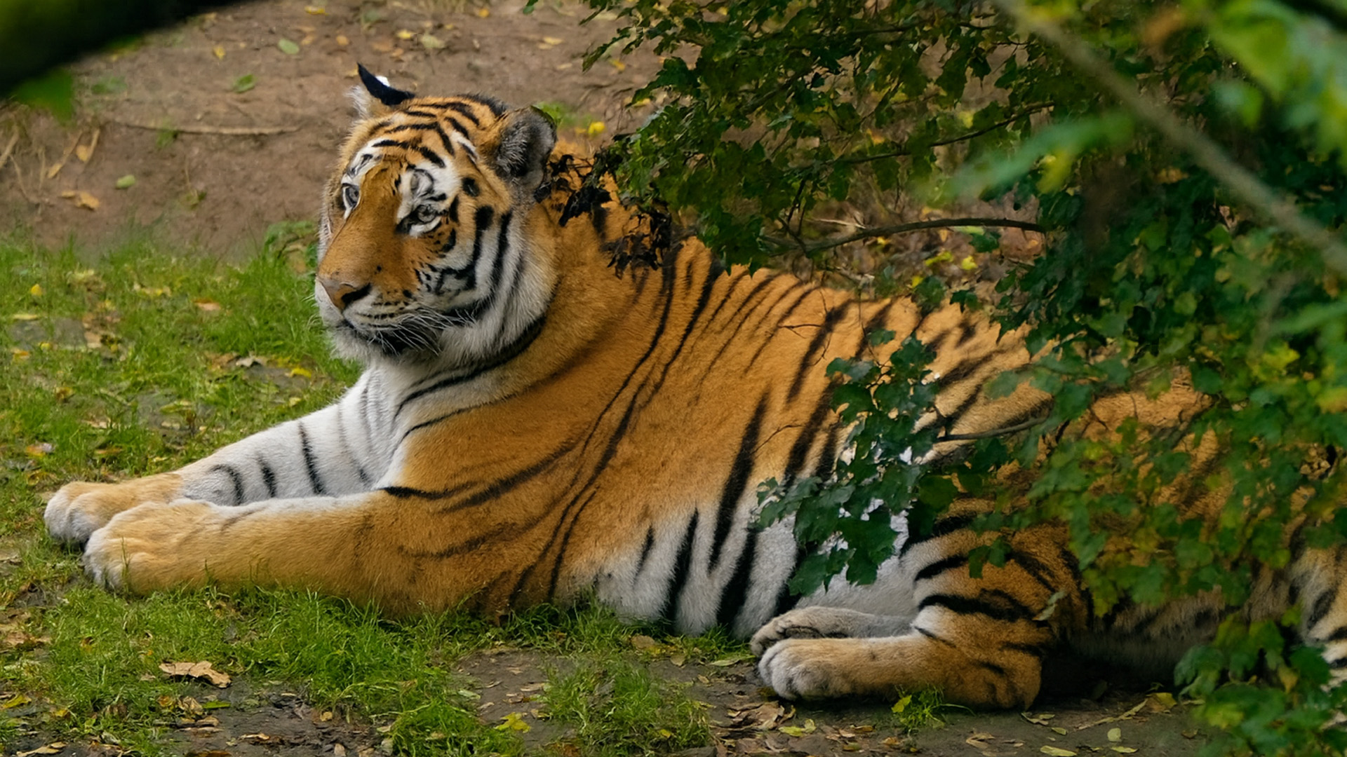 Amur Tiger Resting in the Wild