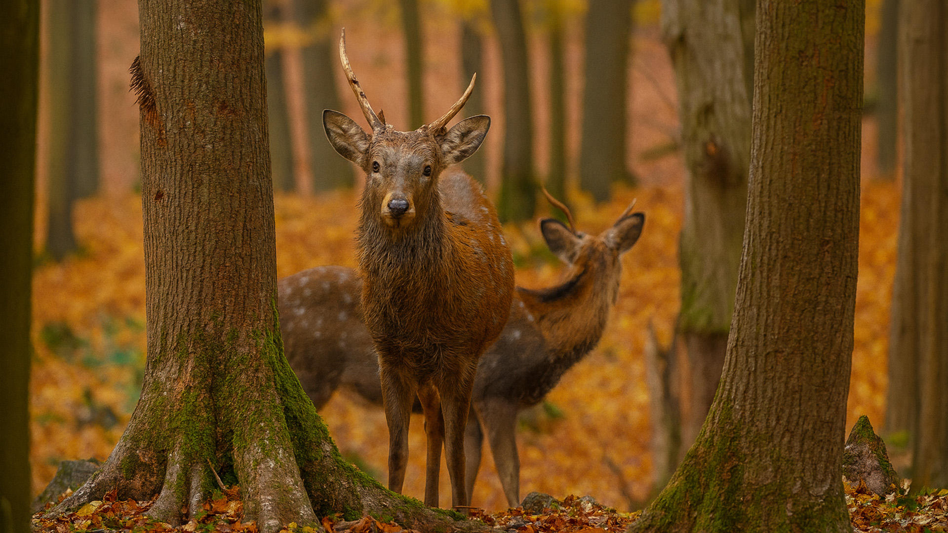 Exploring the Wilderness with Its Inhabitants
